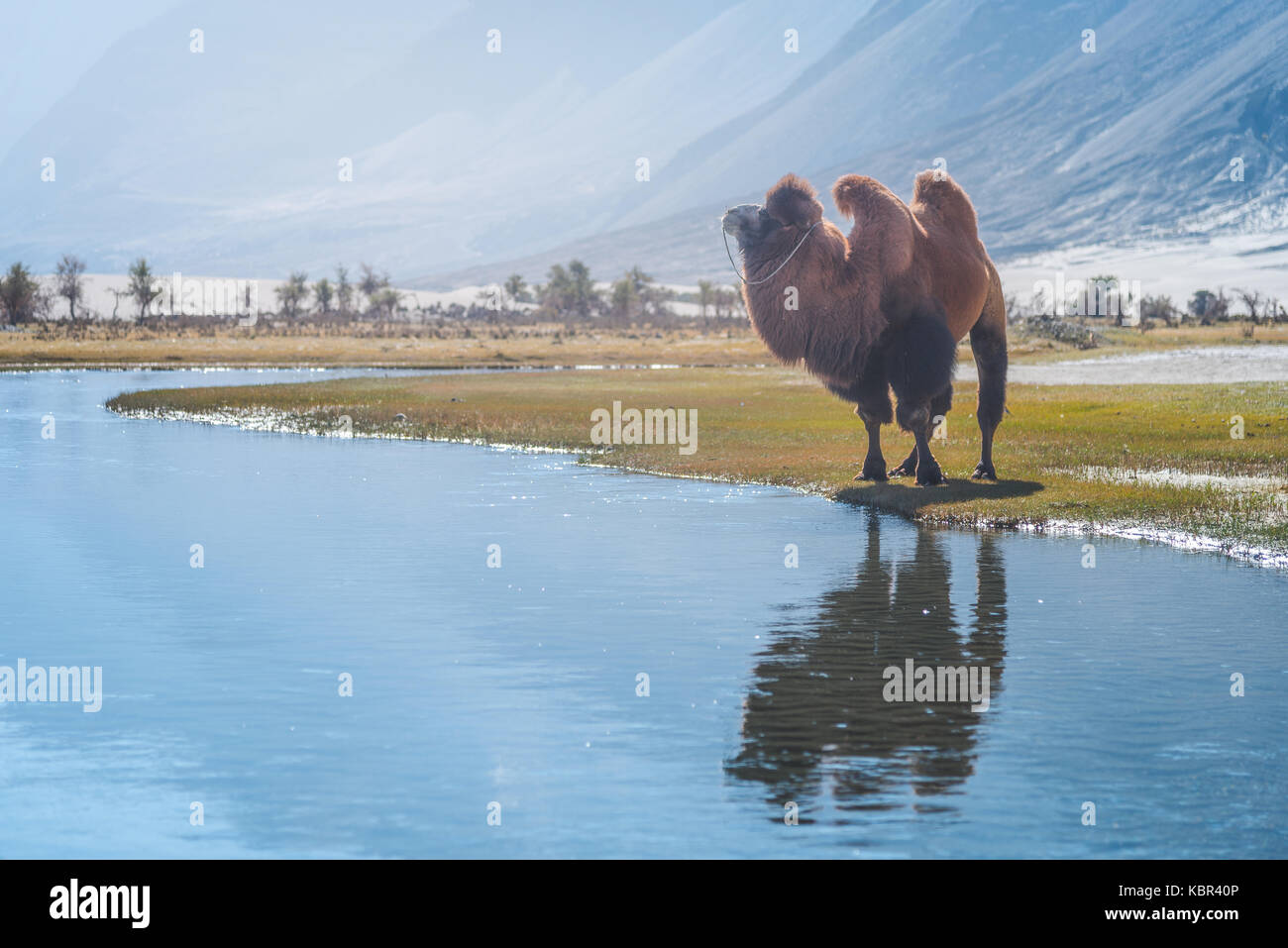 Camel stand near the stream in Nubra Valley Stock Photo - Alamy