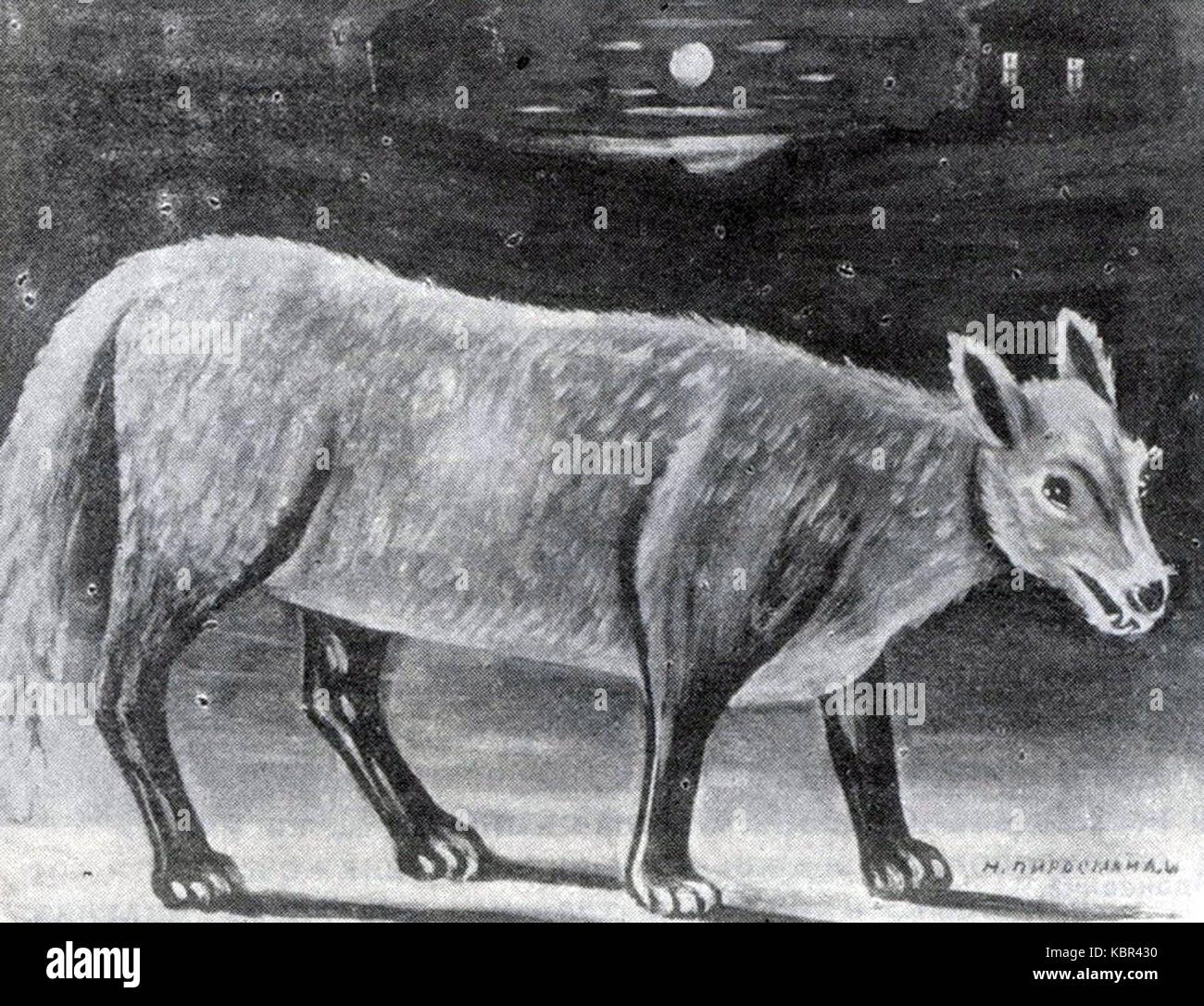 Jackal drawing hi-res stock photography and images - Alamy