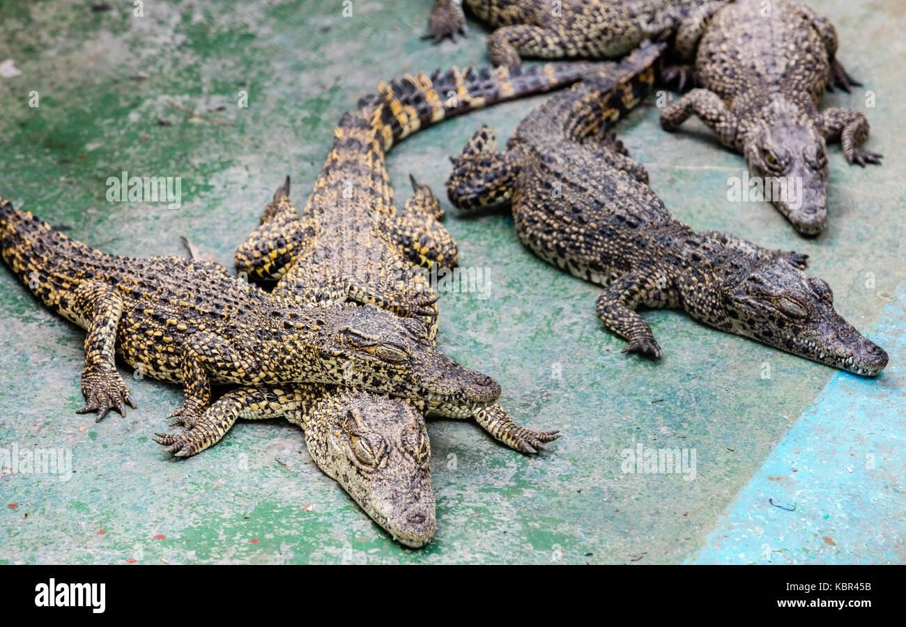 Cuban crocodile (crocodylus rhombifer) critically endangered reptile ...