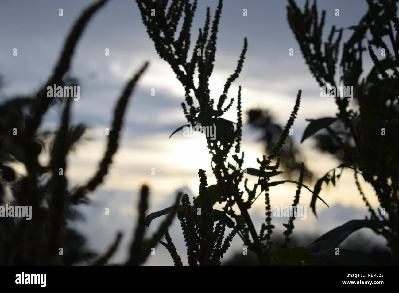 Dark silhoutte hi-res stock photography and images - Alamy