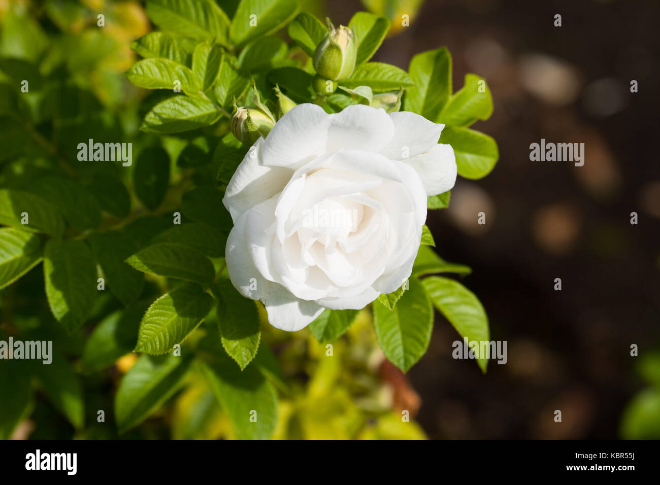 Big white rose hi-res stock photography and images - Alamy