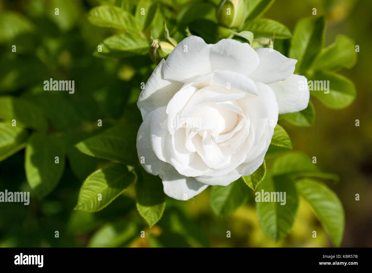 One big flower white rose close up Stock Photo - Alamy
