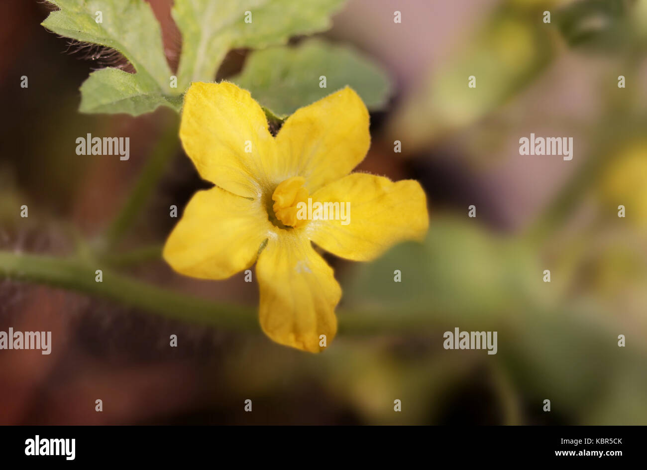 Poison buttercup hi-res stock photography and images - Alamy
