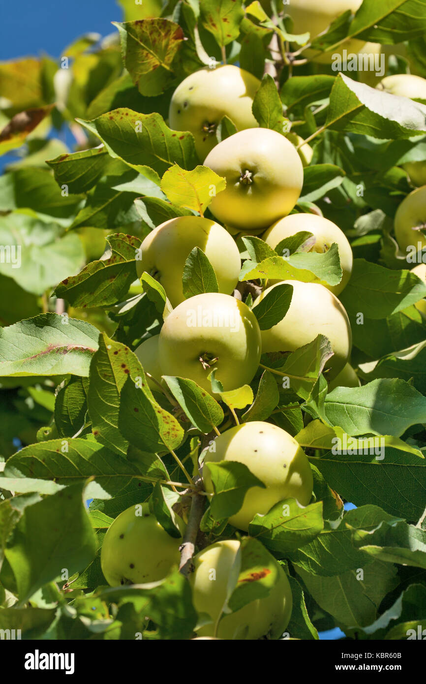 Ripe yellow apples on a branch apple tree Stock Photo - Alamy