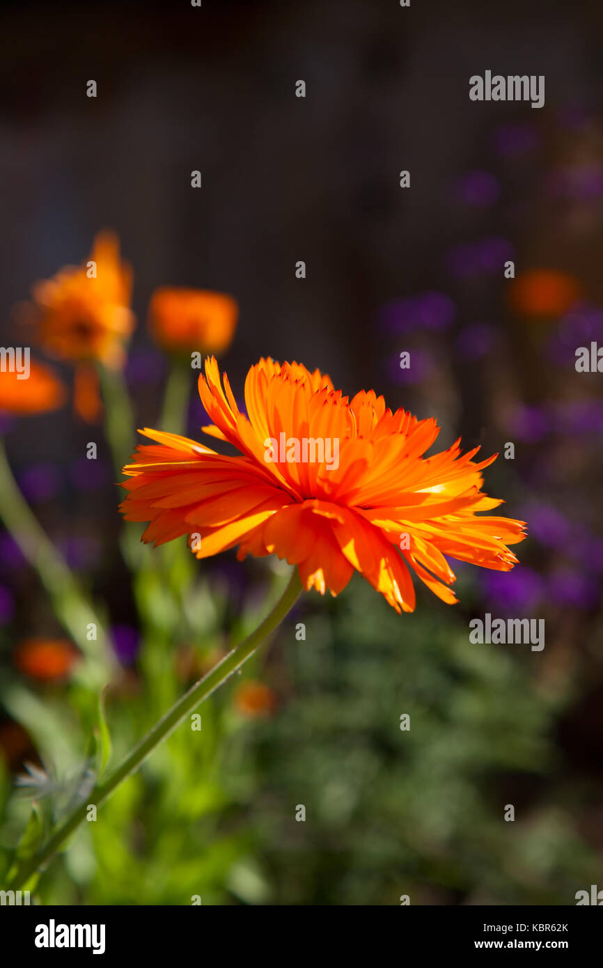 Bright calendula flower on flowerbed in garden Stock Photo - Alamy