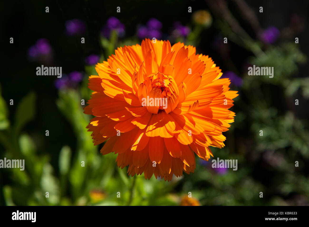 Bright calendula flower on flowerbed in garden Stock Photo - Alamy