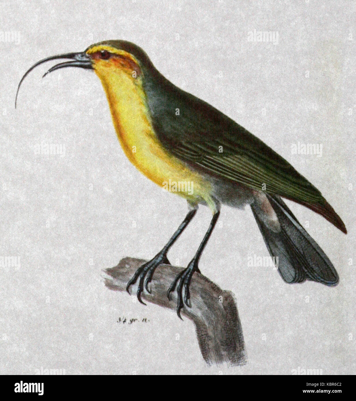 Nukupuu Hemignathus lucidus Stock Photo - Alamy