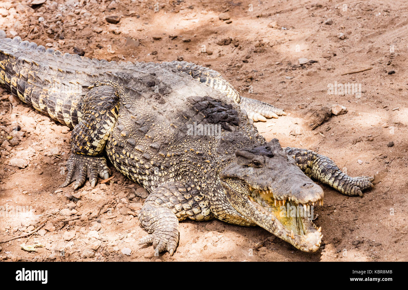 Cuban crocodile (crocodylus rhombifer) critically endangered reptile ...
