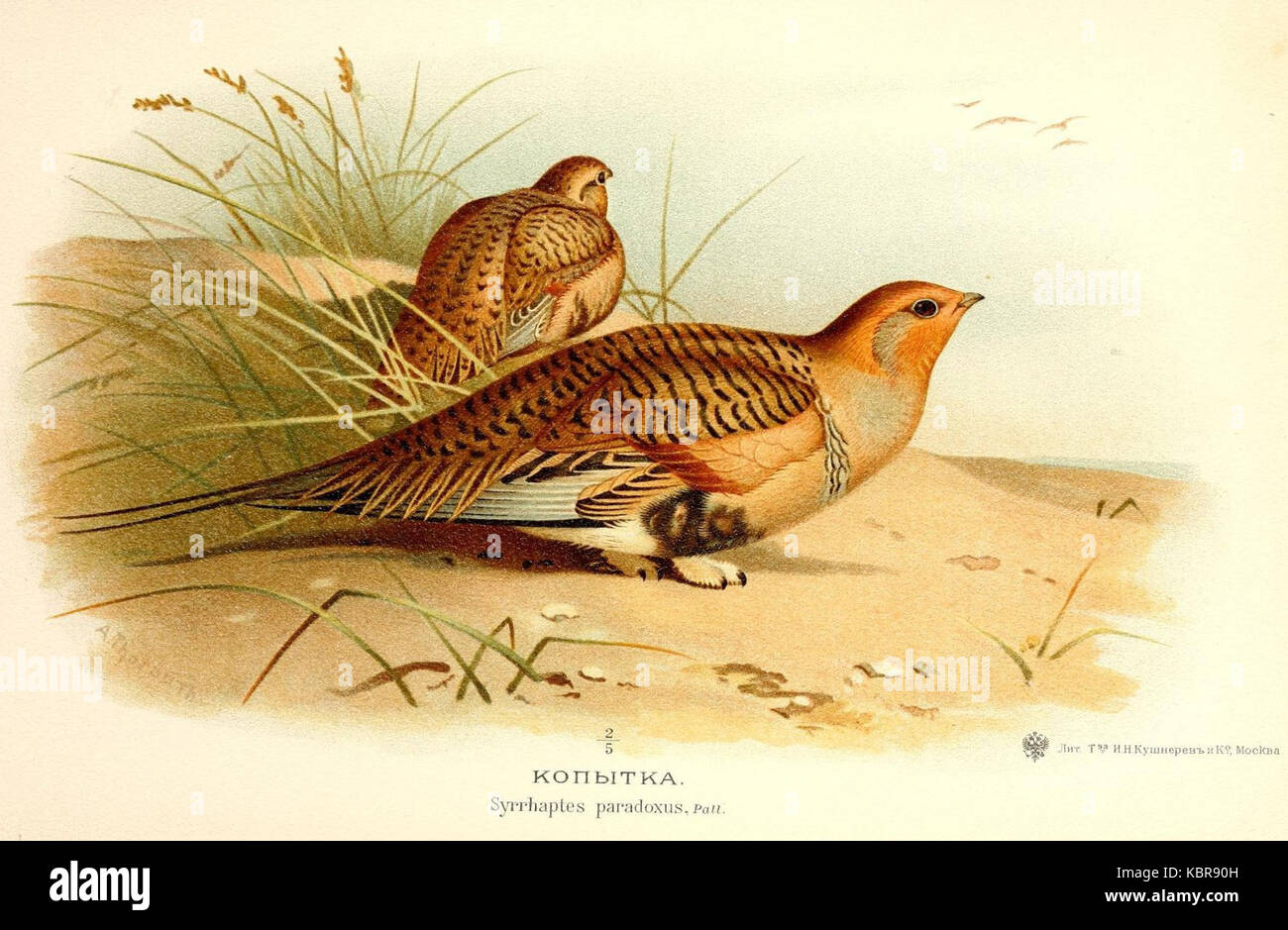Syrrhaptes paradoxus, also known as the Black-bellied Sandgrouse, a ...