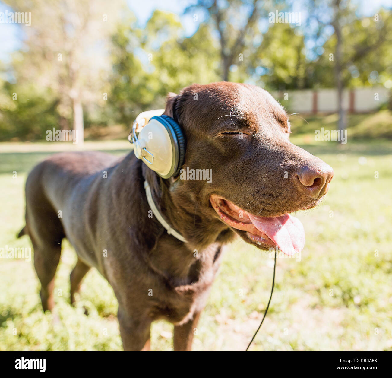 dog listening to music with headphones Stock Photo - Alamy