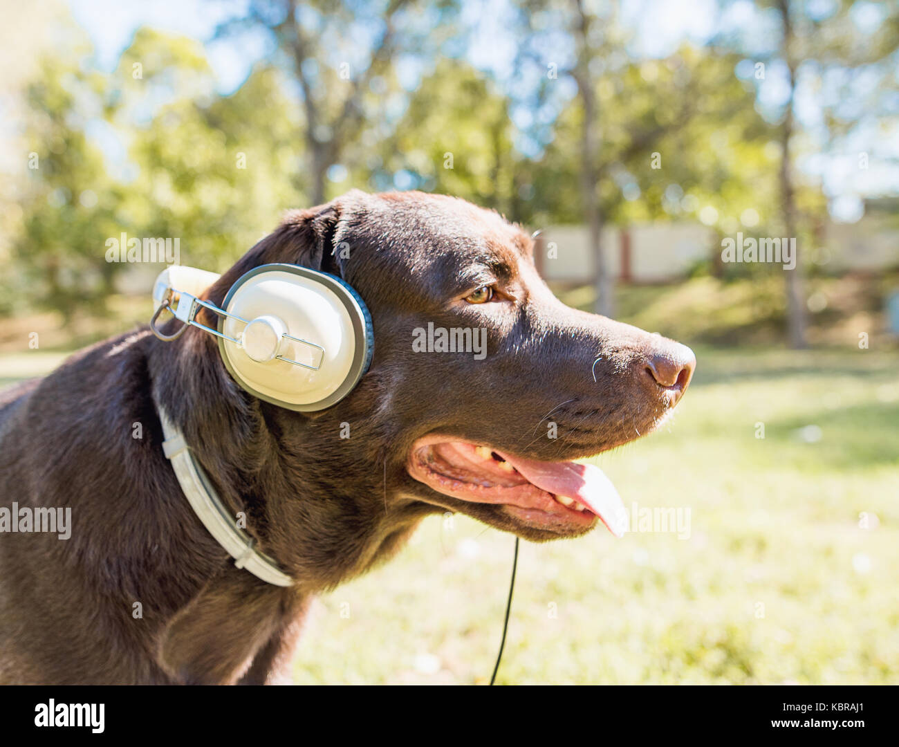 dog listening to music with headphones Stock Photo - Alamy
