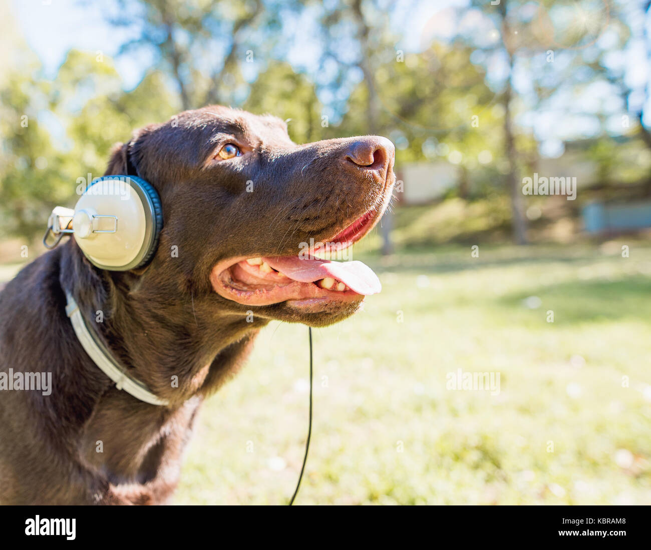 dog listening to music with headphones Stock Photo - Alamy