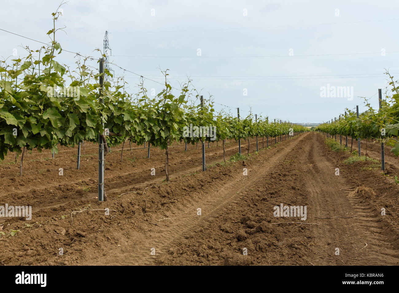 Long rows of vineyards on a plantation. The harvest season. Agriculture ...