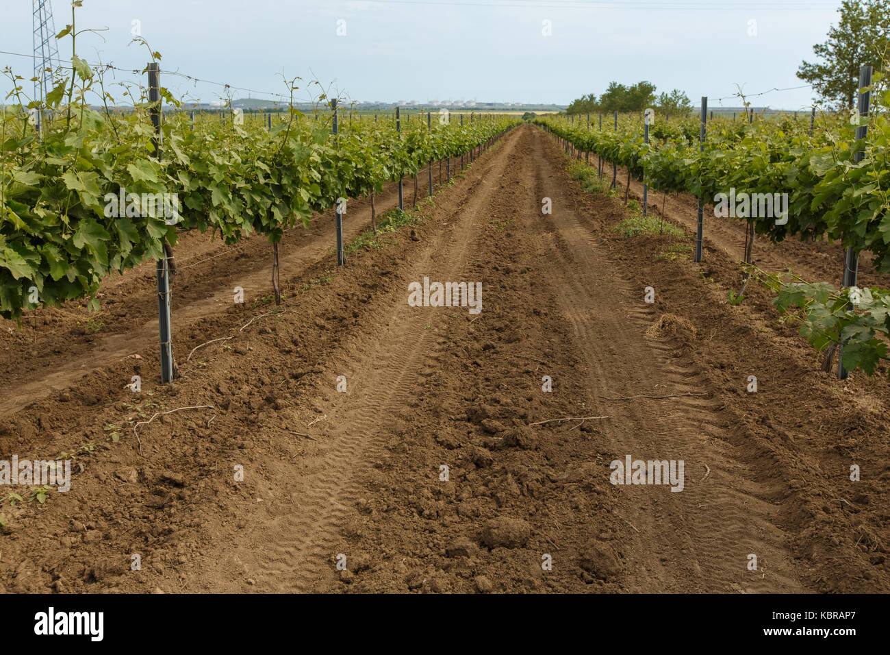 Long rows of vineyards on a plantation. The harvest season. Agriculture ...