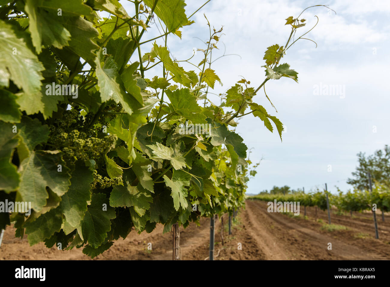 Long rows of vineyards on a plantation. The harvest season. Agriculture ...