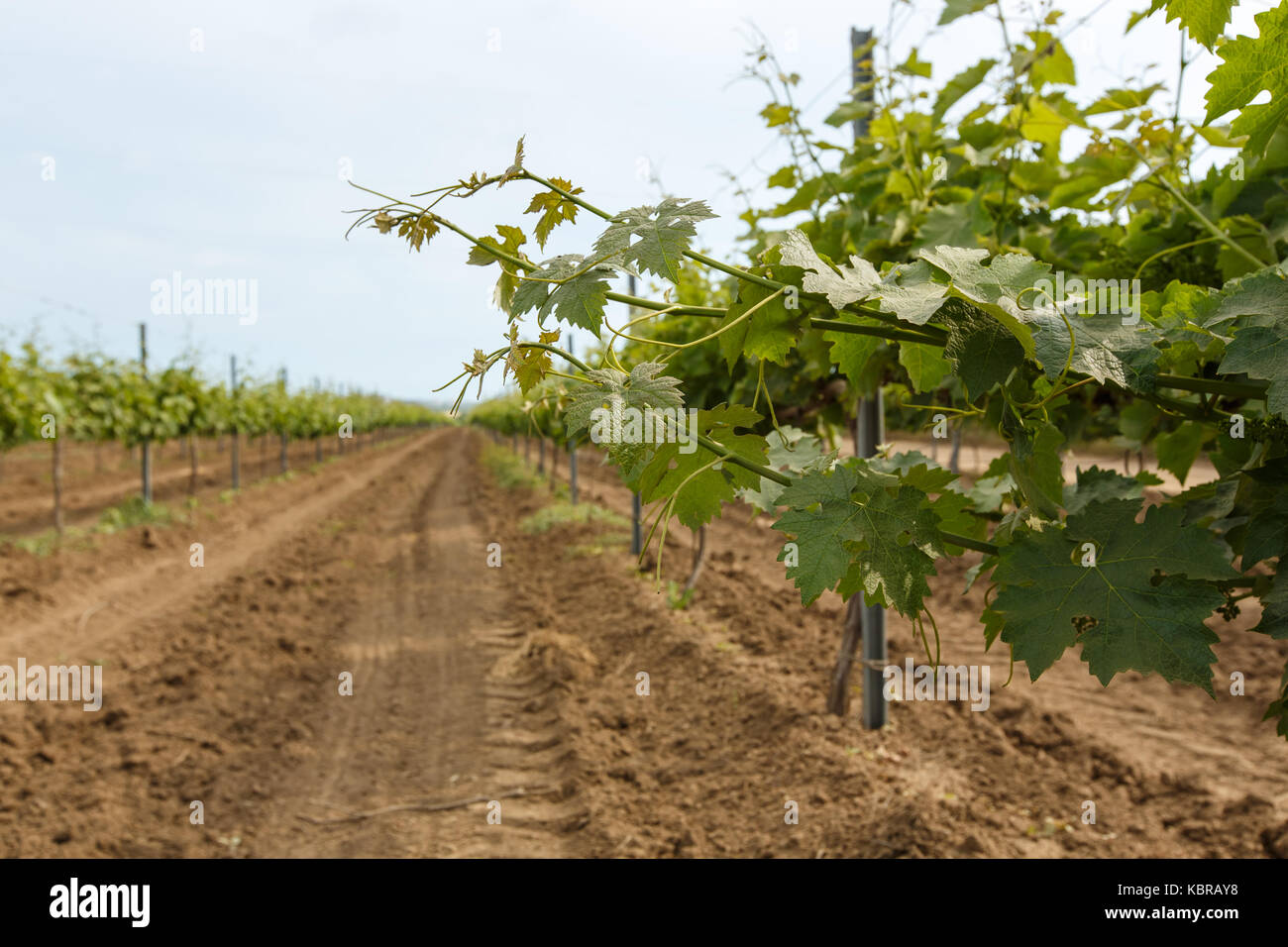 Long rows of vineyards on a plantation. The harvest season. Agriculture ...