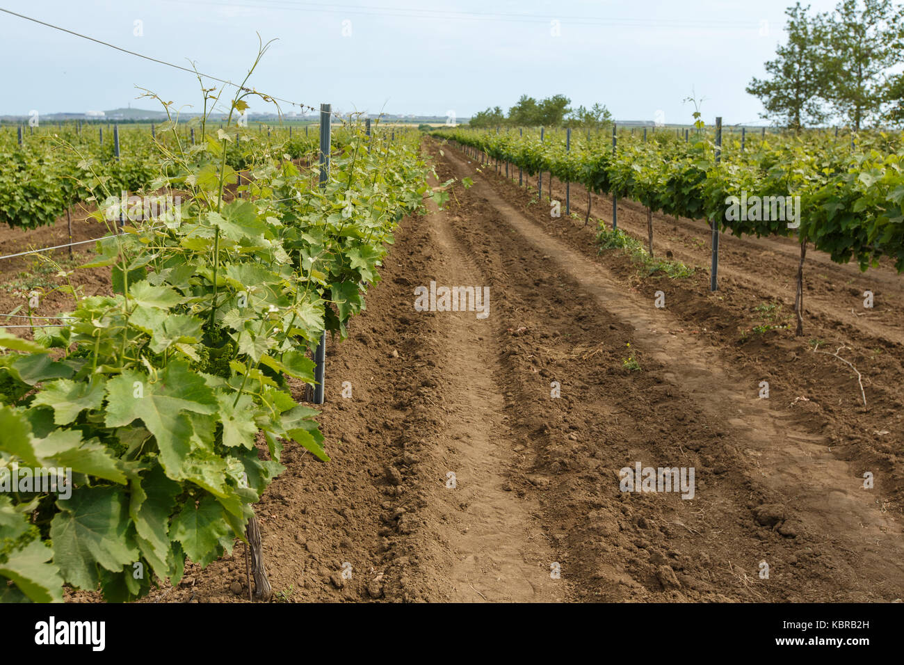 Long rows of vineyards on a plantation. The harvest season. Agriculture ...