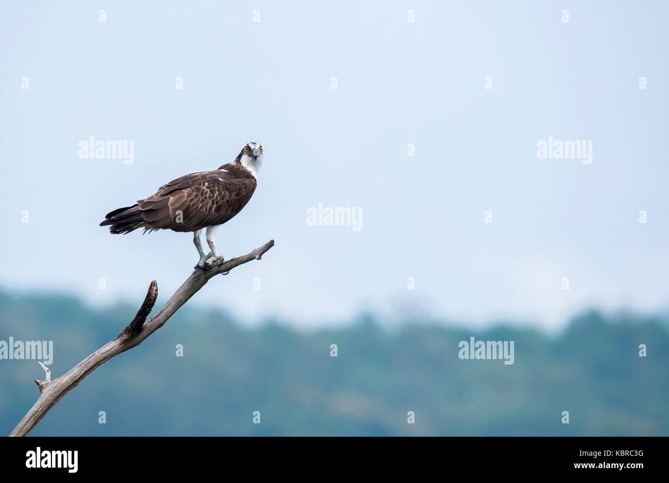 Osprey sitting on a tree top Stock Photo - Alamy