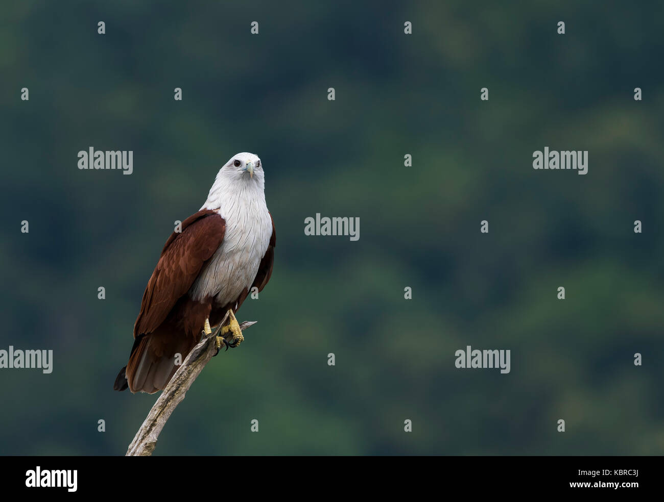 Brahminy kite sitting on a submerged tree in bhadra backwaters Stock ...