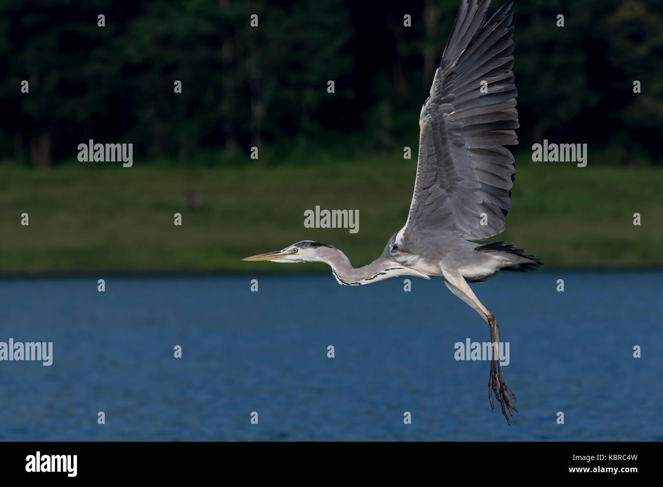 Grey heron in flight Stock Photo - Alamy
