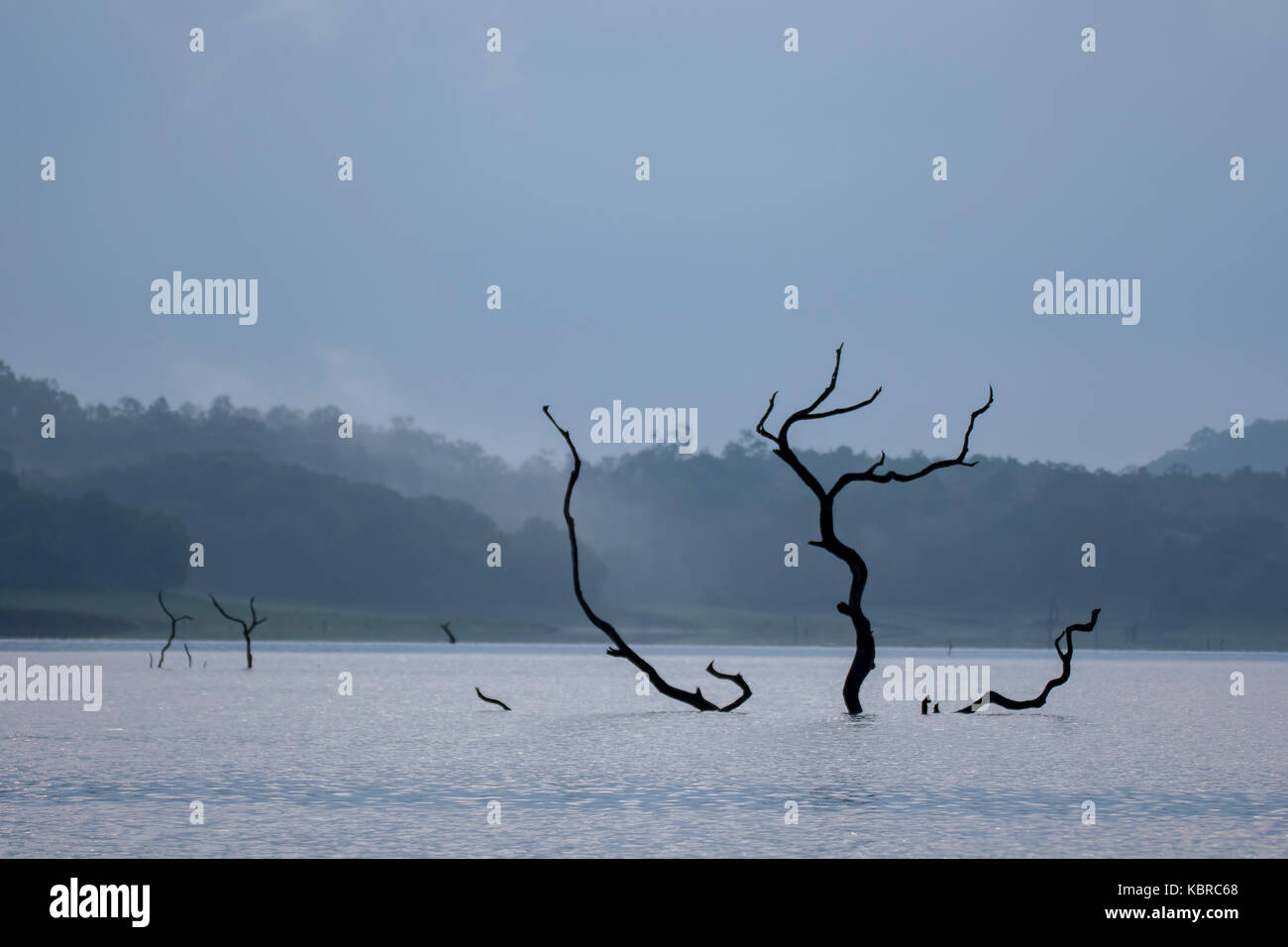 Submerged tree in bhadra backwaters Stock Photo - Alamy
