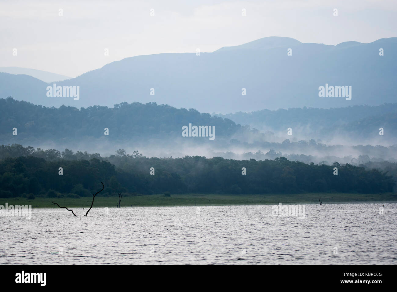 Bhadra forest with mist covering the tree tops Stock Photo - Alamy
