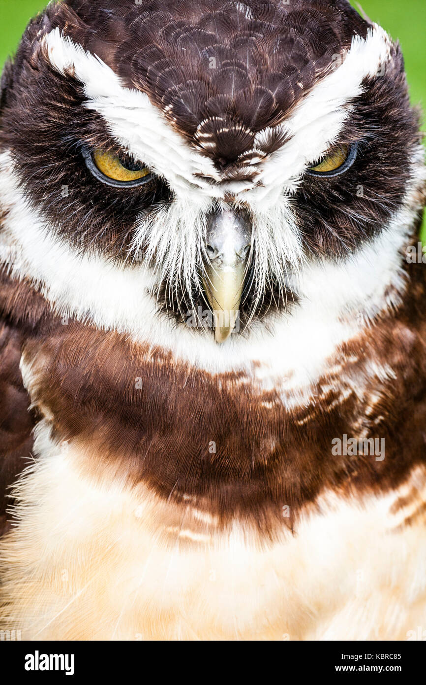 Avian predator hi-res stock photography and images - Alamy