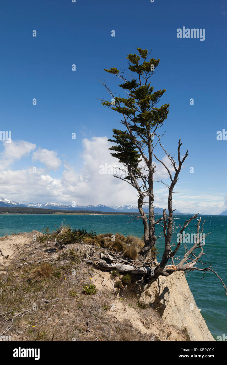 Tree at Lago Fagnano, Tierra del Fuego, Patagonia, Argentina, South ...