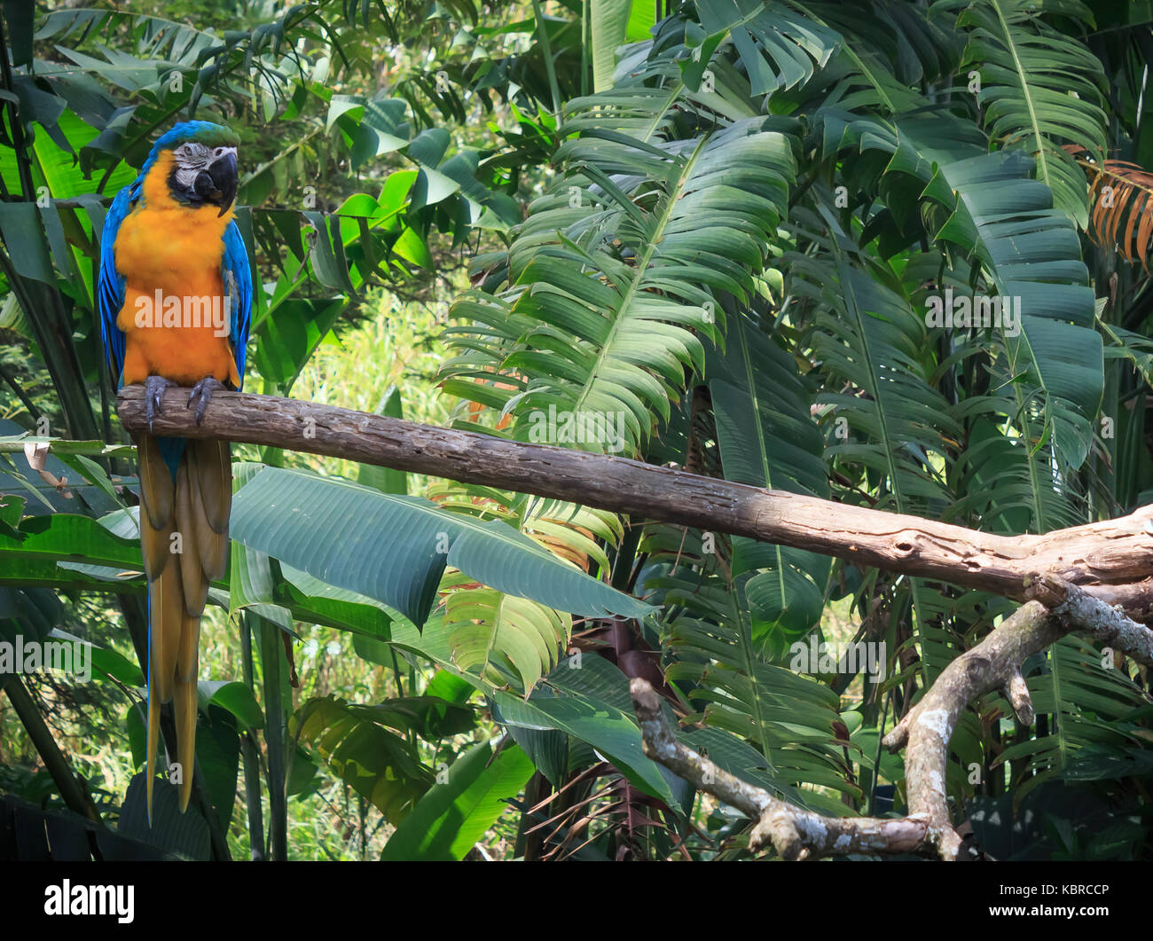 yellow blue and green old macaw Stock Photo - Alamy