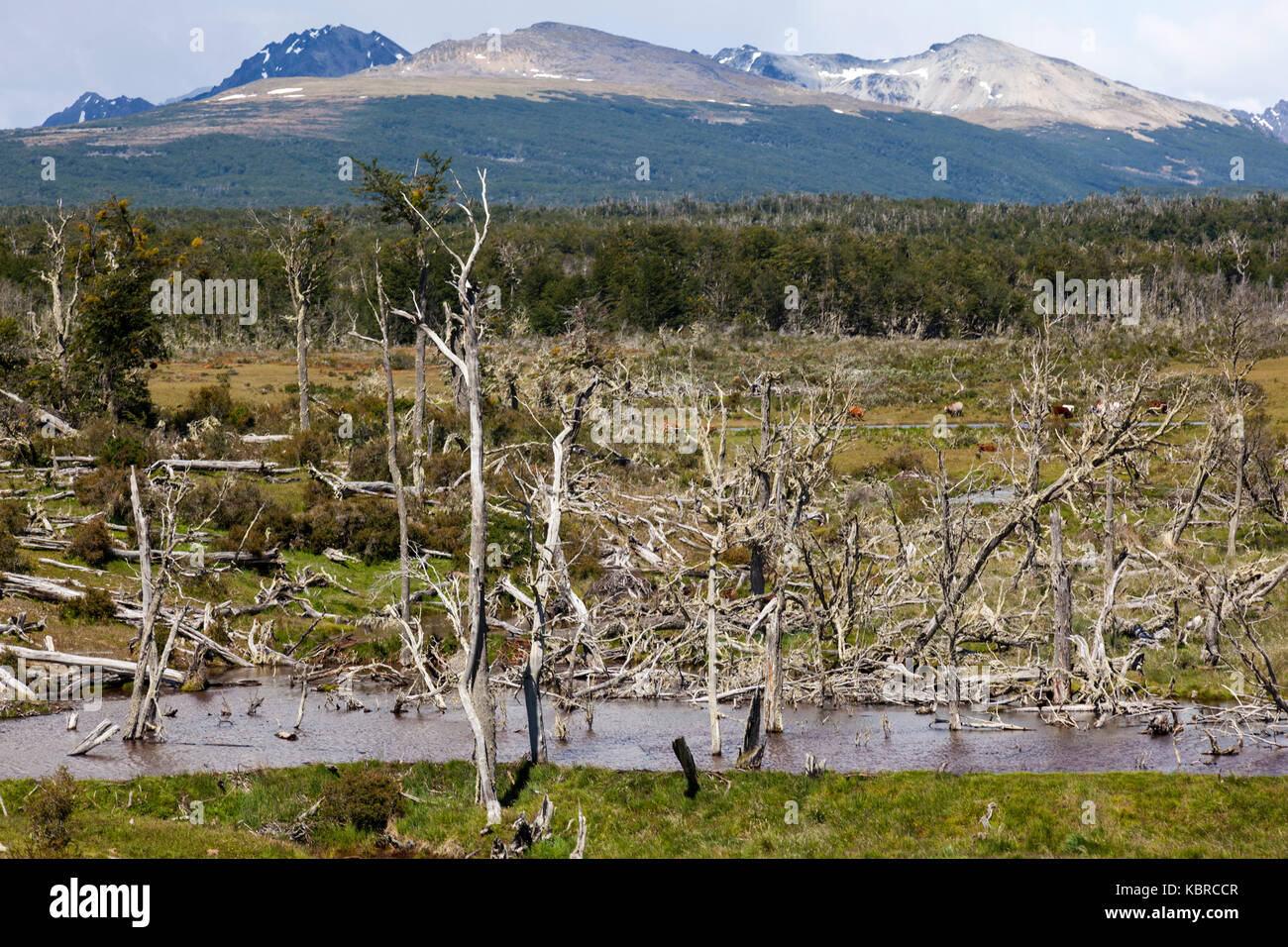 Dead trees caused by beavers, invasive species, near Ushuaia, Tierra ...