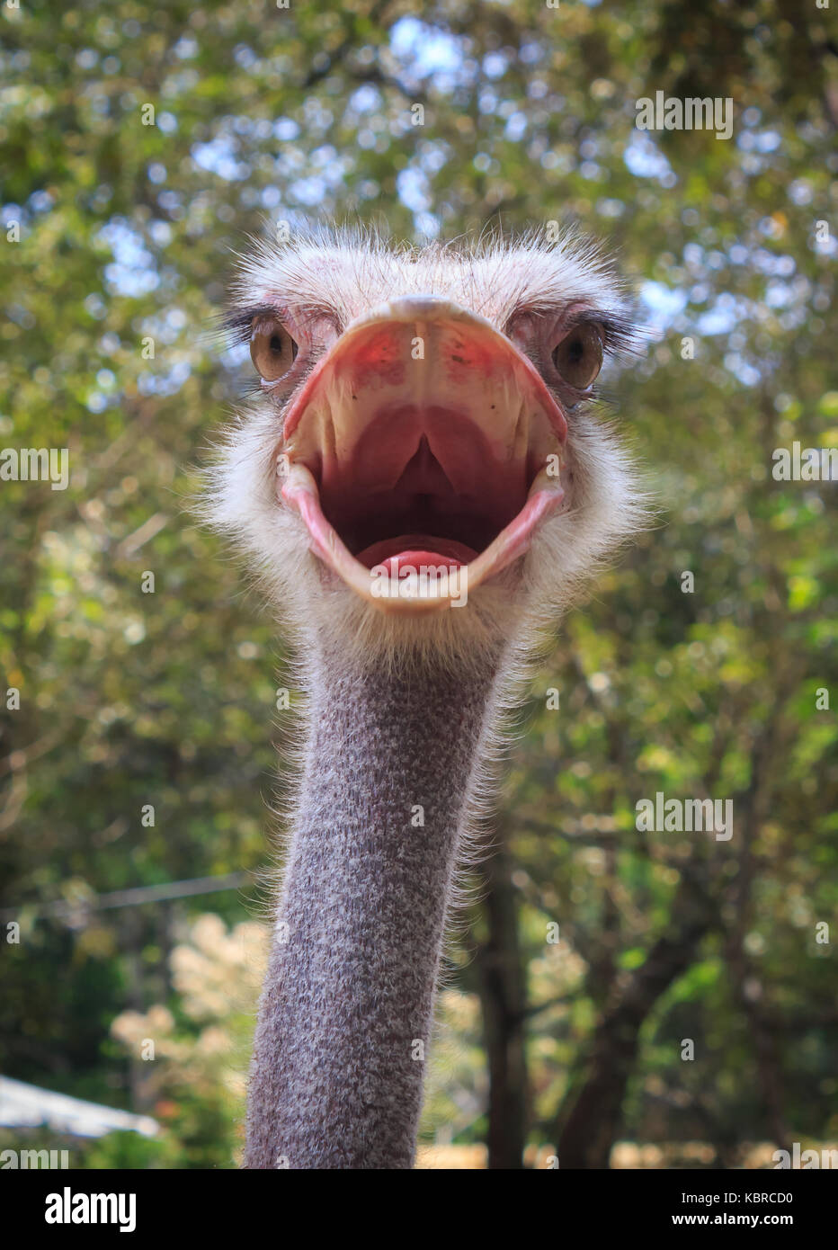Head shot of an ostrich looking at the camera Stock Photo - Alamy