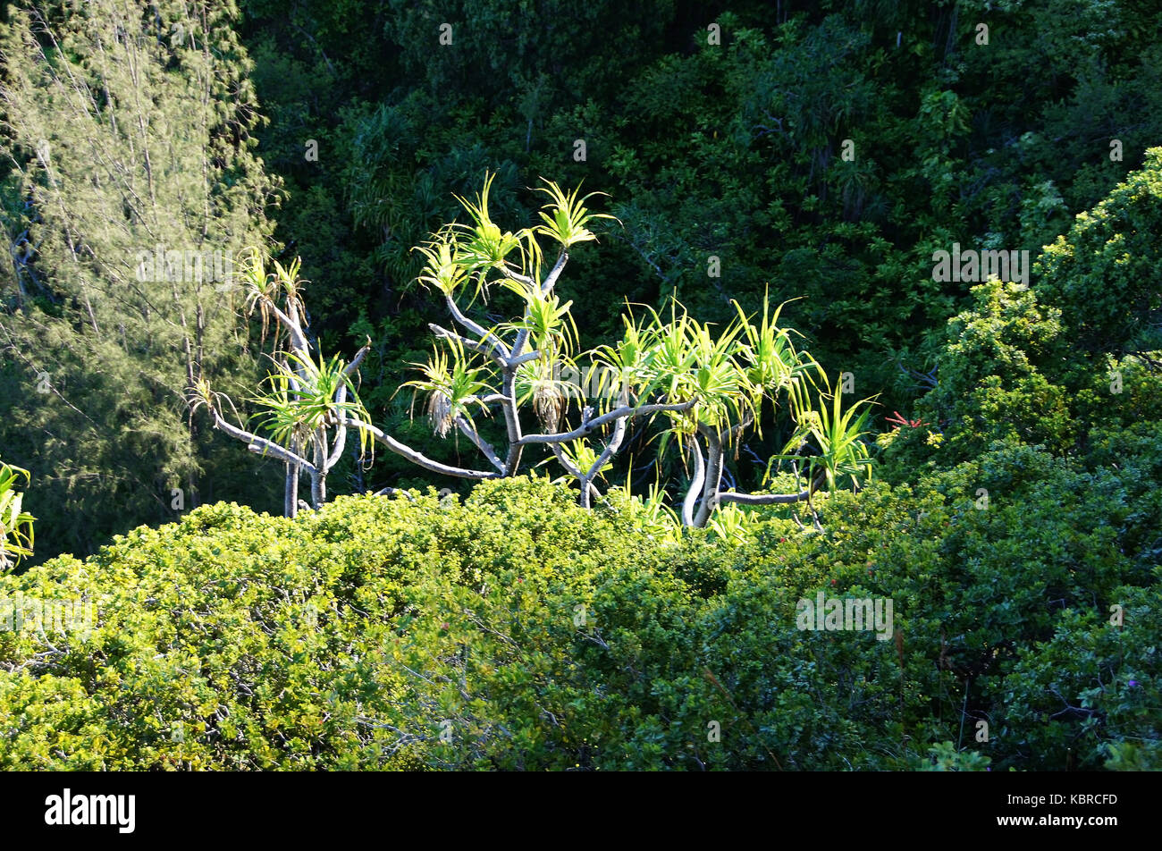 Hawaii is an island chain in the Pacific Ocean and since 1959 the 50th ...