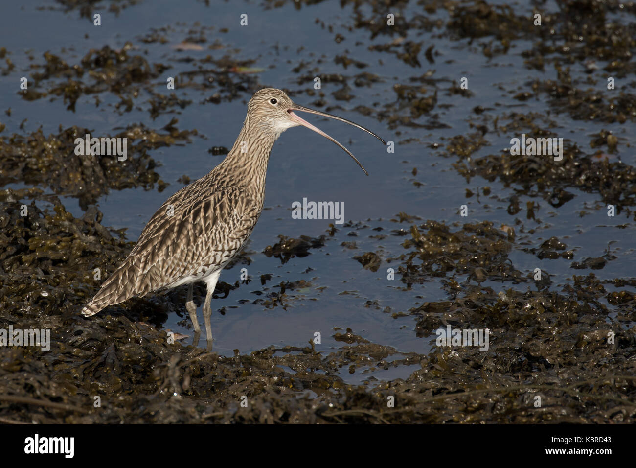 Largest curlew hi-res stock photography and images - Alamy