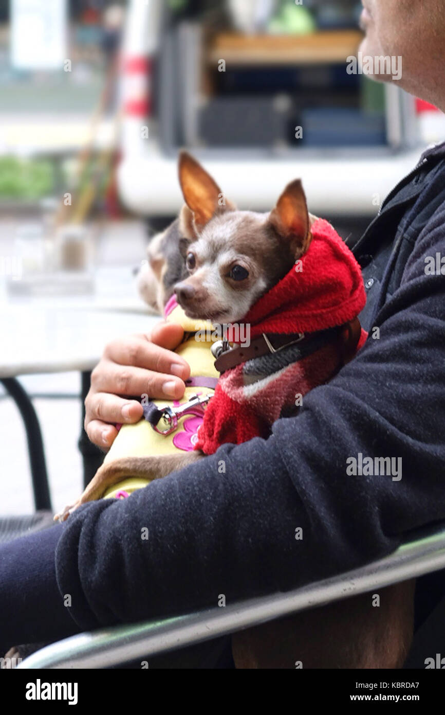 Man with small dog Stock Photo - Alamy