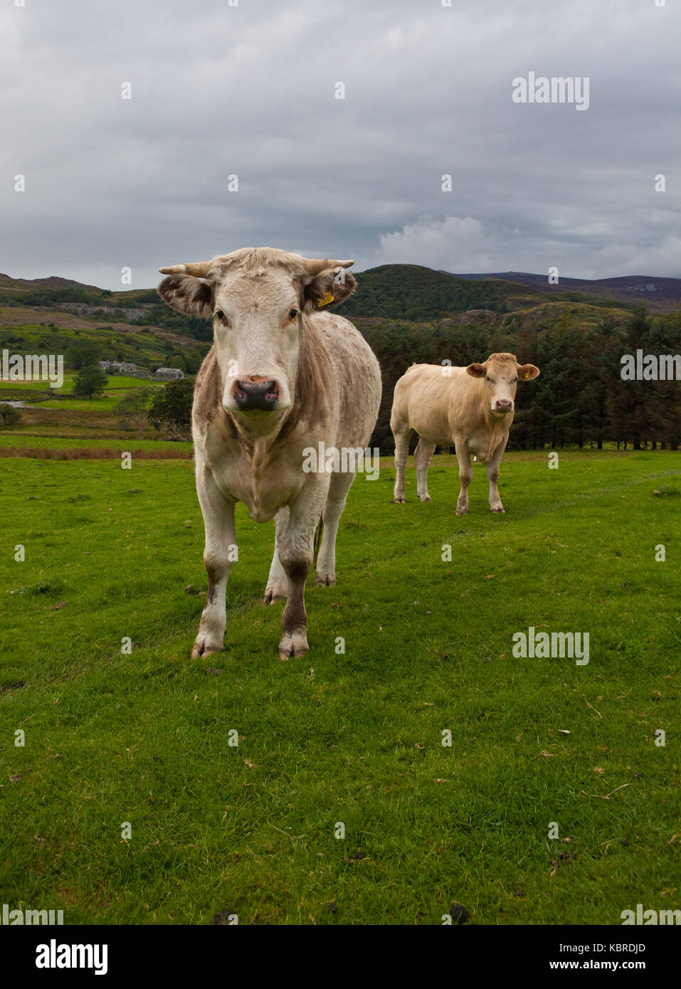 Cow and bull farm animals hi-res stock photography and images - Alamy