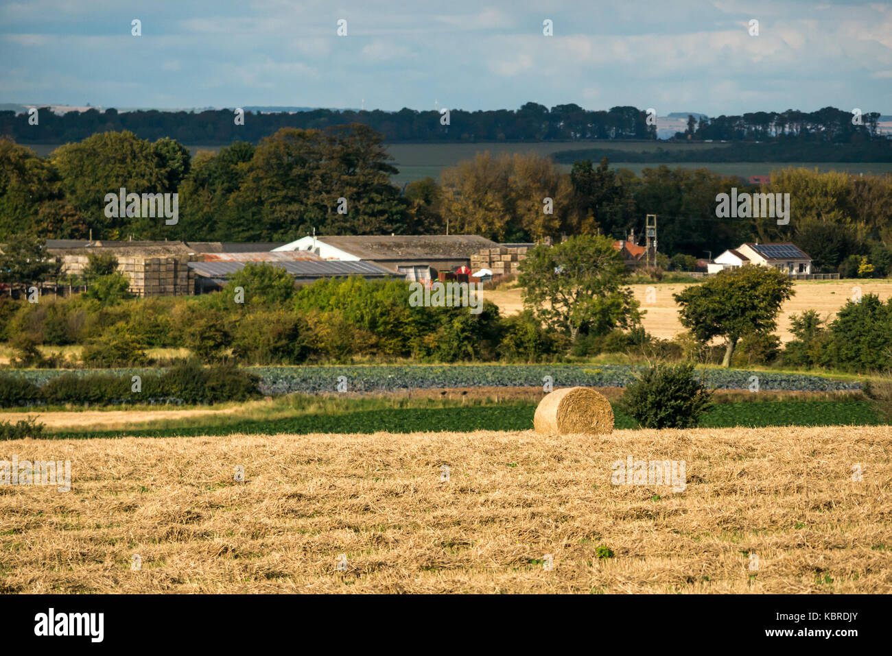 Round hay bale in harvested grain field with crop fields and farm ...