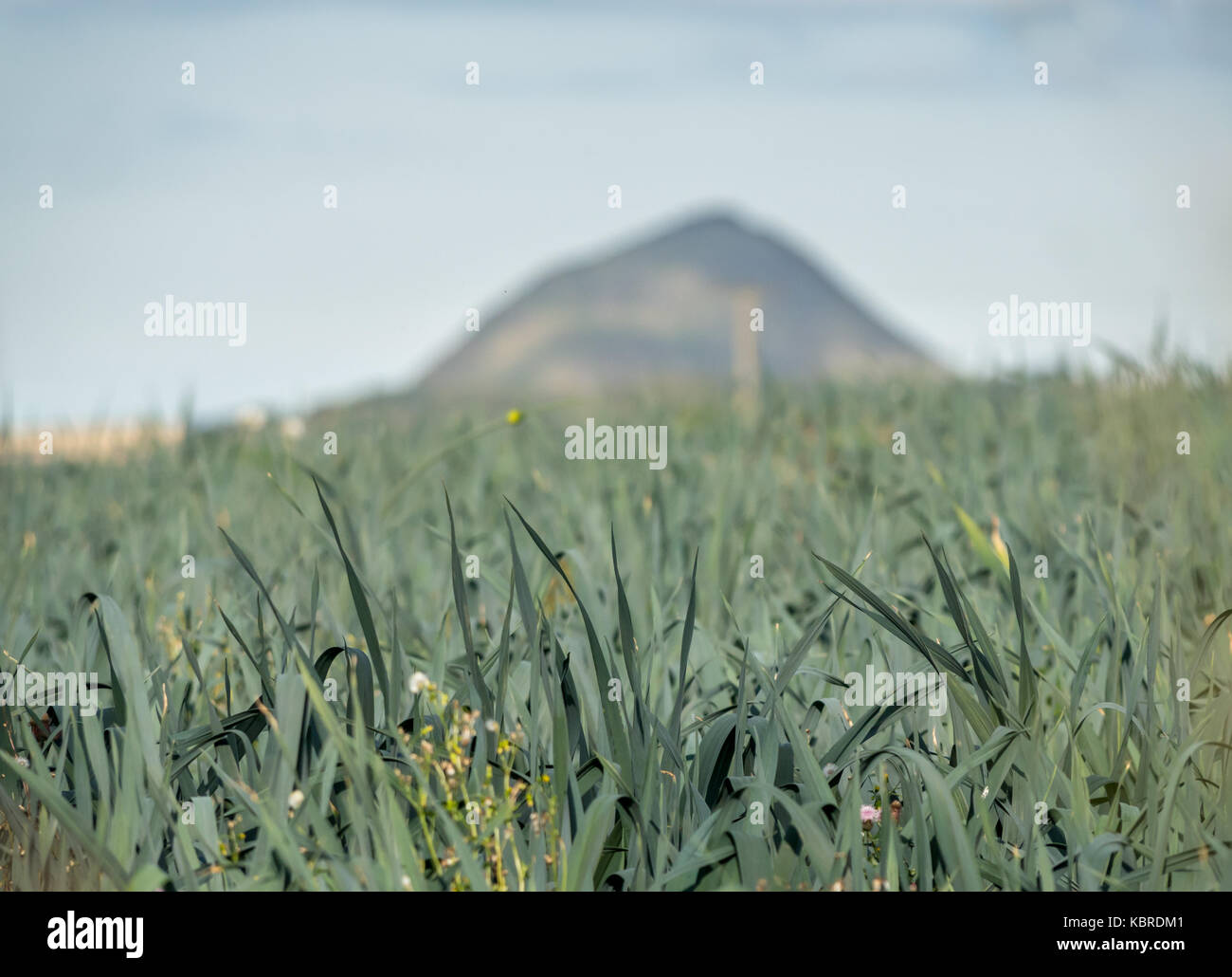 Leek plant uk hi-res stock photography and images - Alamy