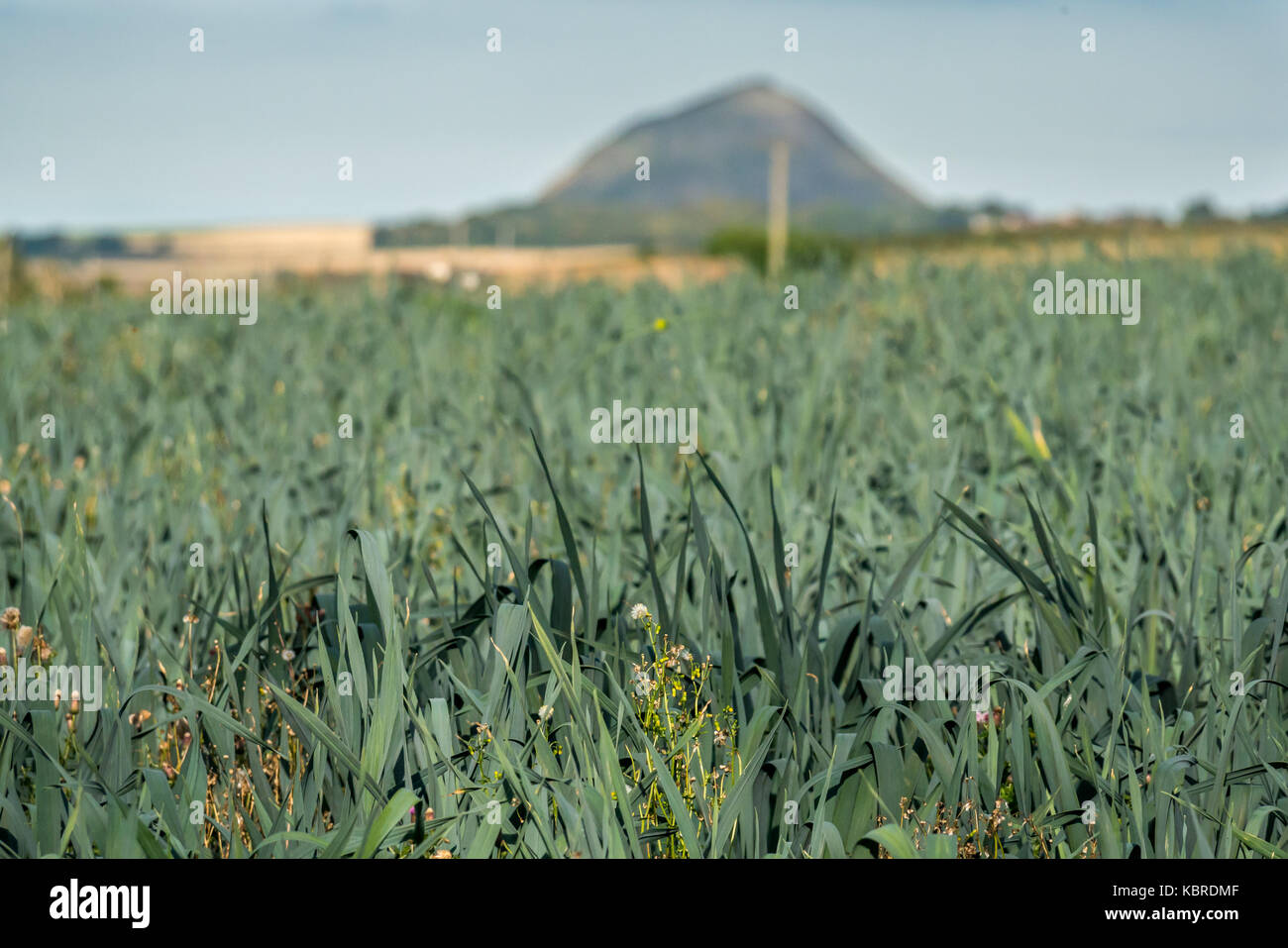 Low perspective view of leek plant crop field with blurred Berwick Law ...