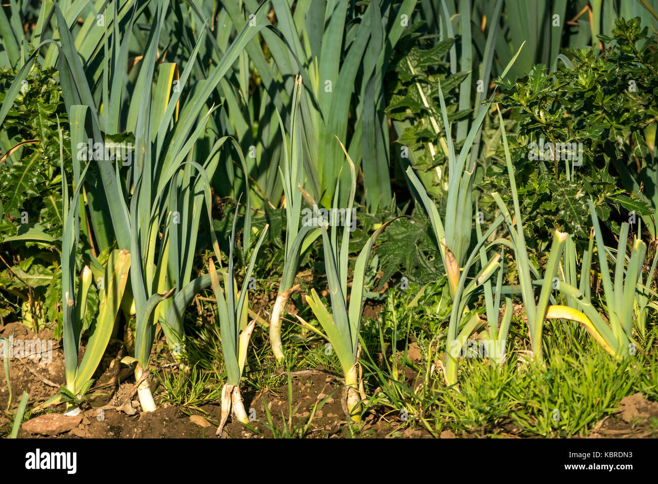 Field leeks in east hi-res stock photography and images - Alamy