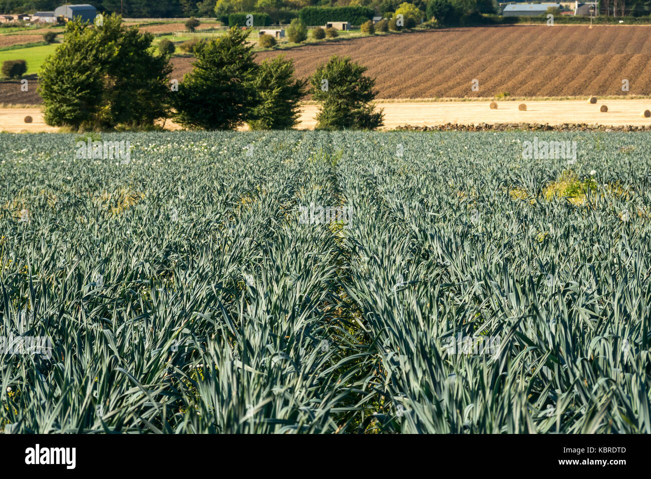 Low perspective of rows of leek plant crop field with hay bales and ...