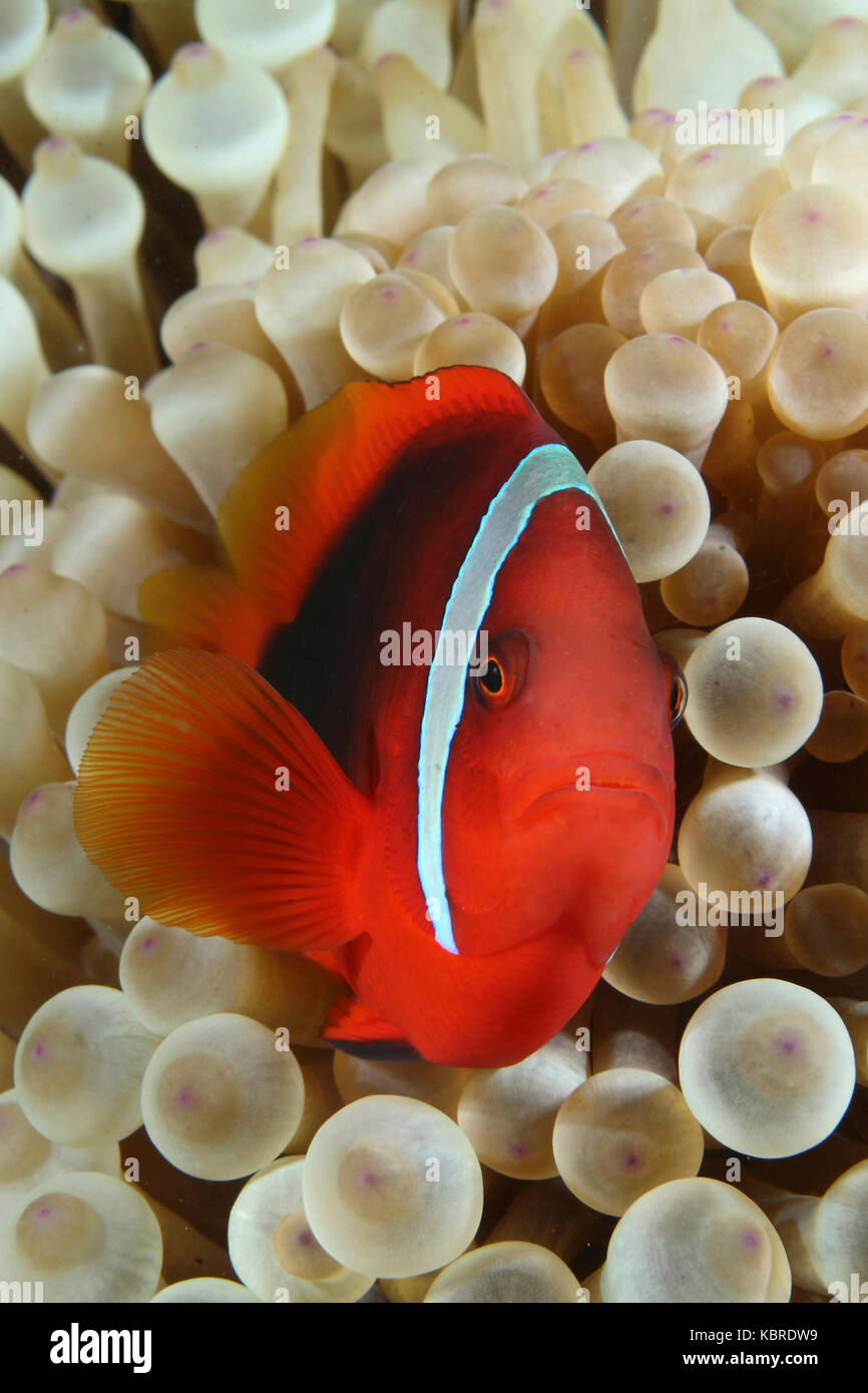 Tomato Clownfish Amphiprion High Resolution Stock Photography and ...