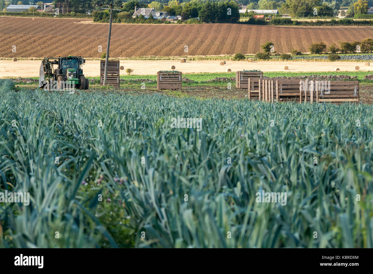 Low perspective of leek plant crop in field with a tractor, vegetable ...