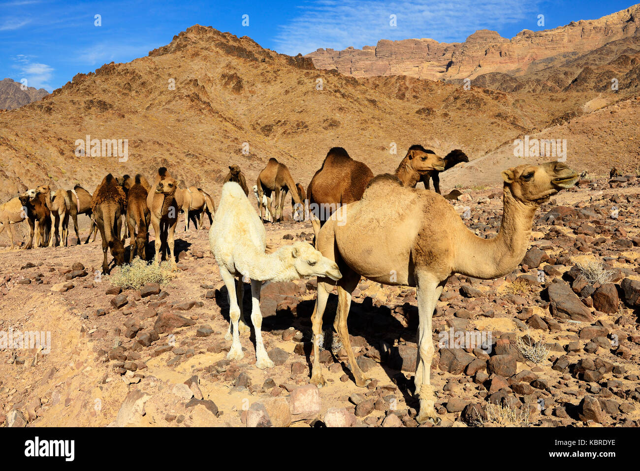 Black, brown and white dromedaries (Camelus dromedarius) at Al ...