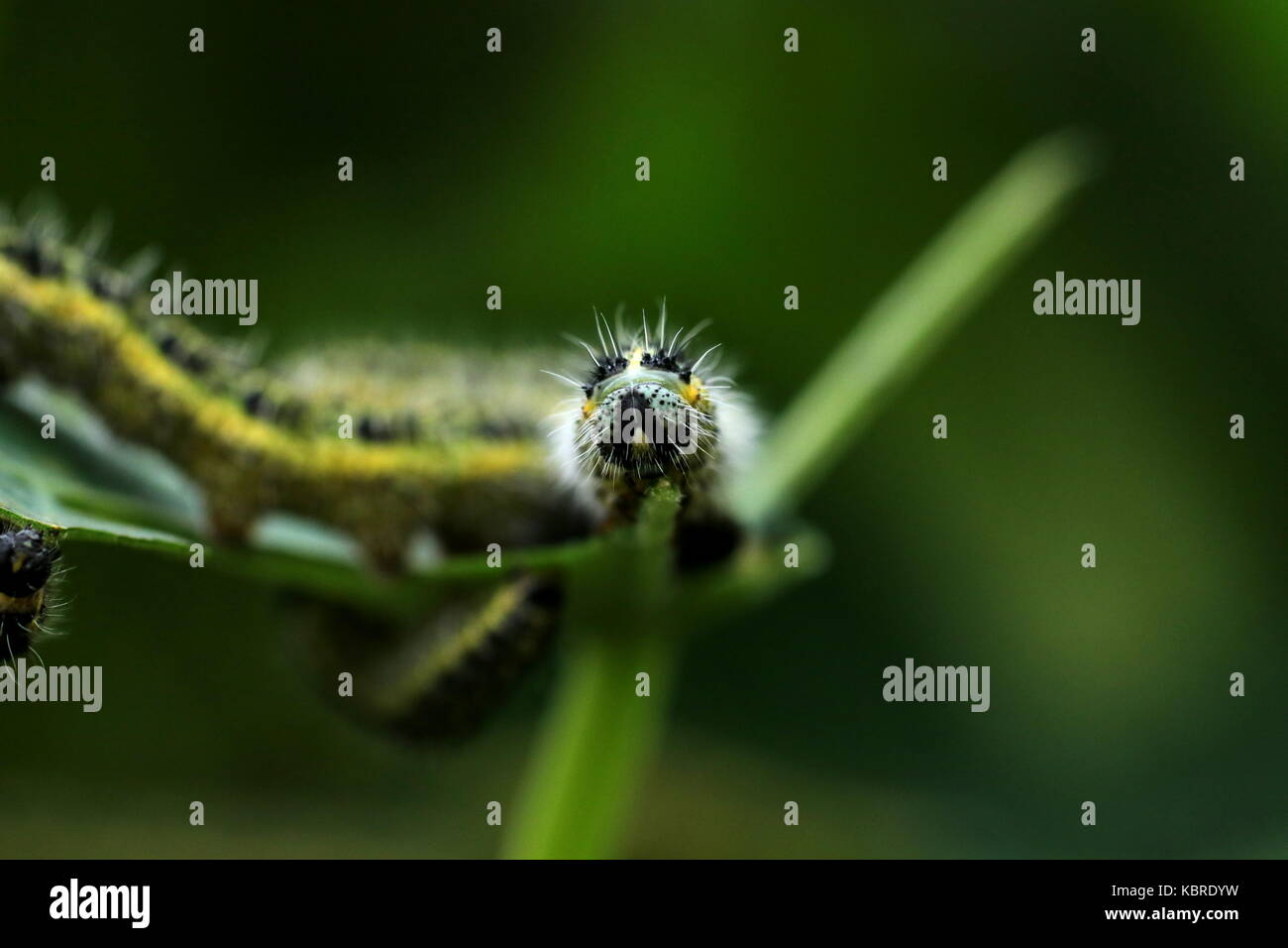 Cress bug hi-res stock photography and images - Alamy