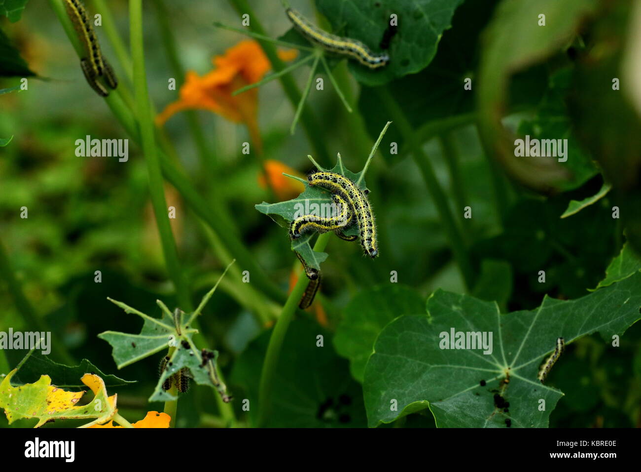 Cress bug hi-res stock photography and images - Alamy