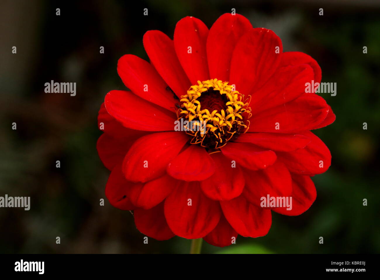 red zinnia flower Stock Photo - Alamy