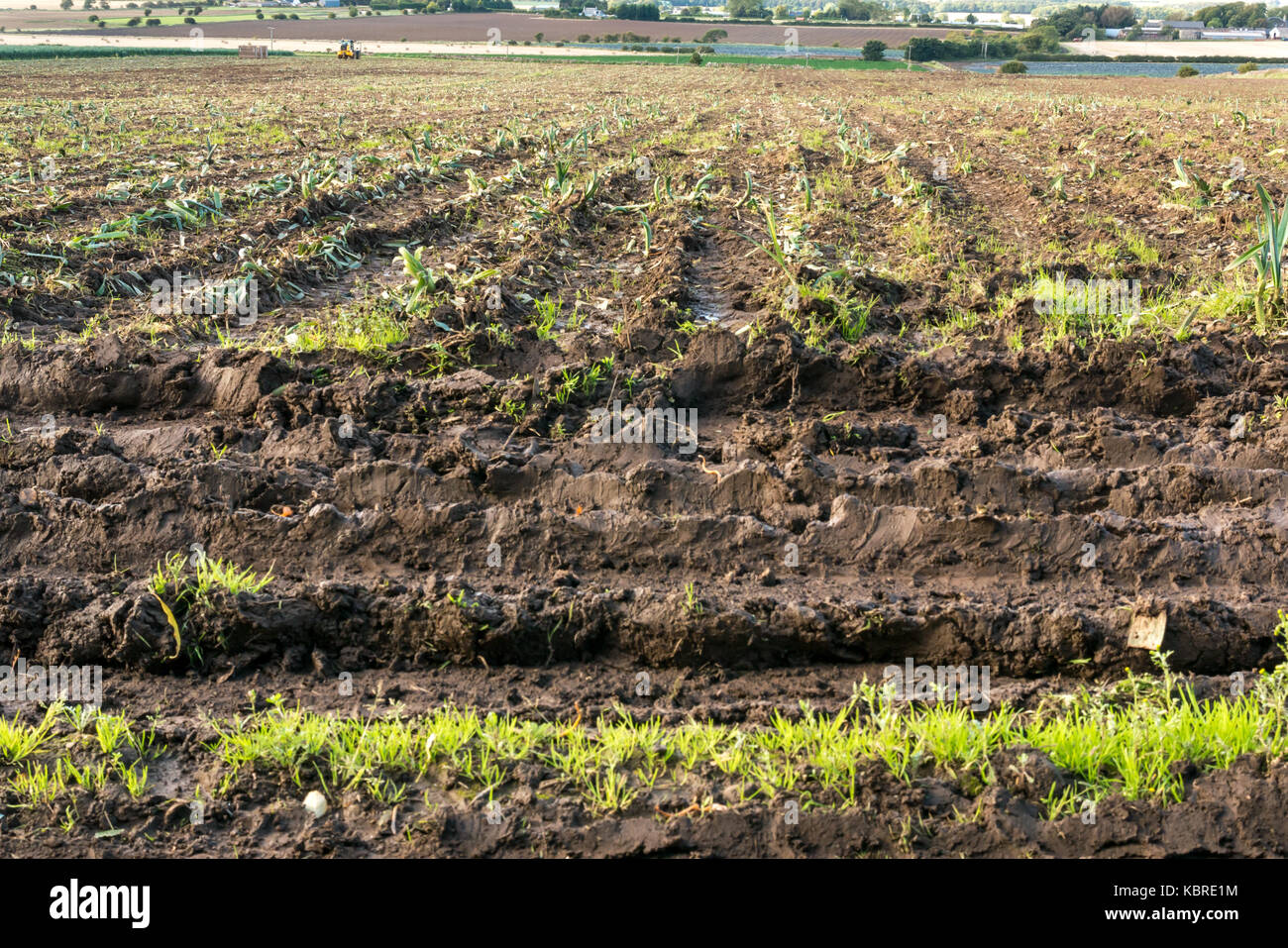 Low perspective view of remains of a leek harvest in harvested field ...