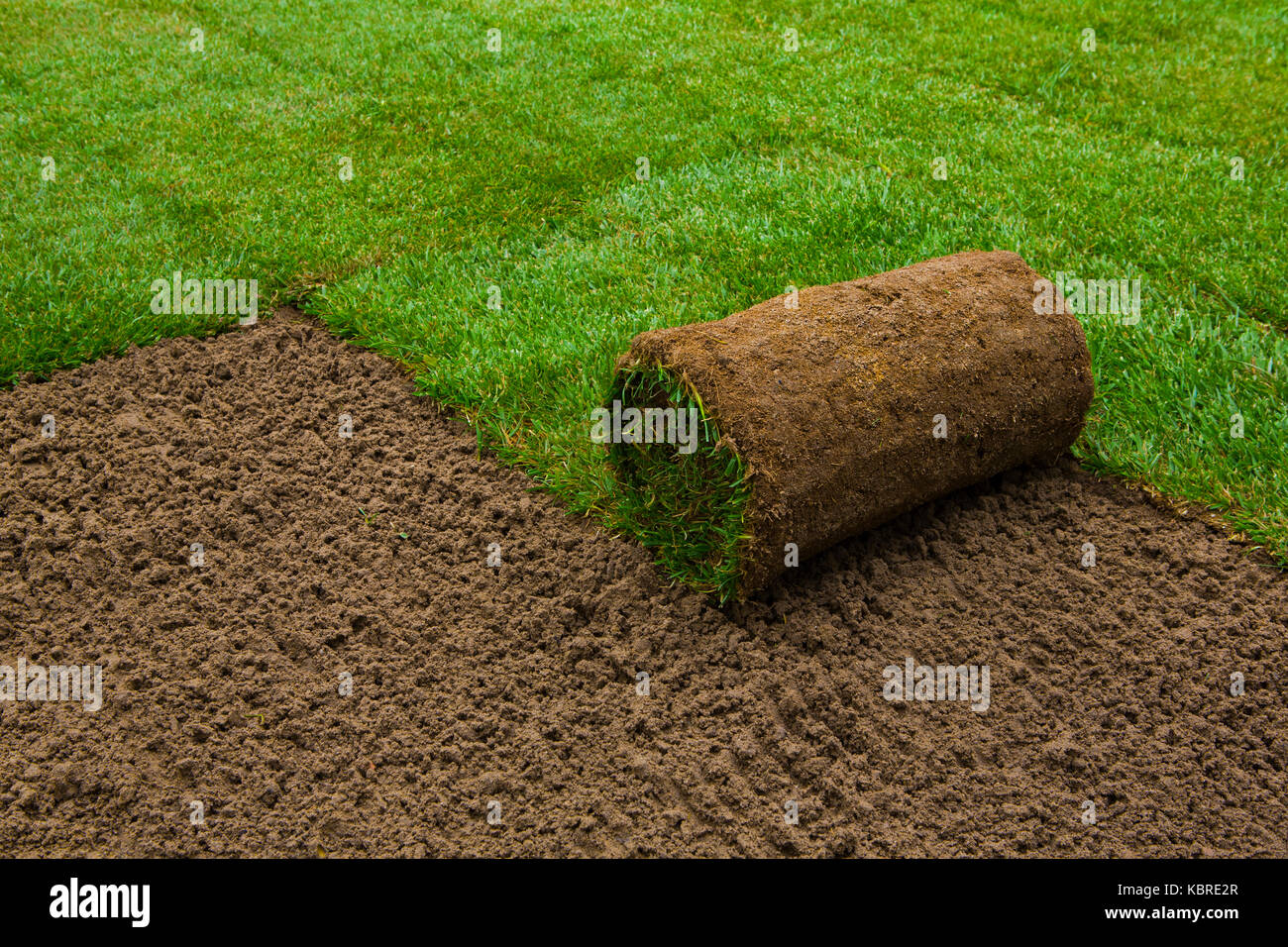 Gardener applying turf rolls in the backyard Stock Photo - Alamy