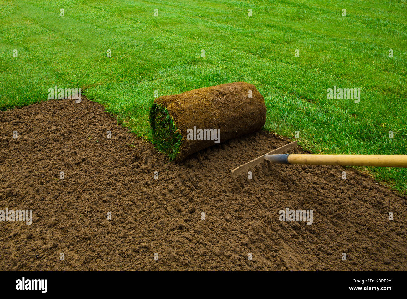 Gardener applying turf rolls in the backyard Stock Photo - Alamy