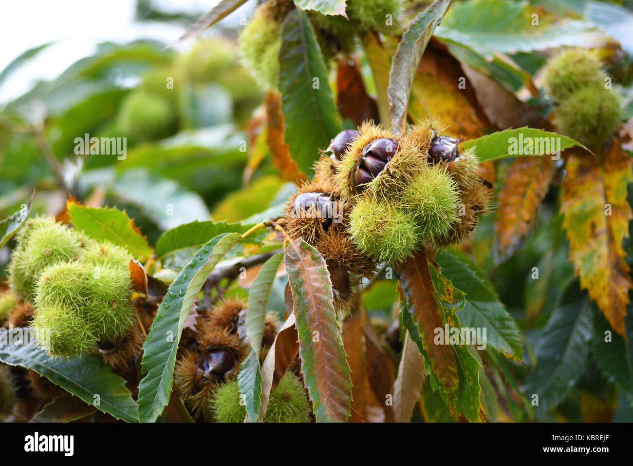 Chestnuts on a chestnut tree Stock Photo - Alamy
